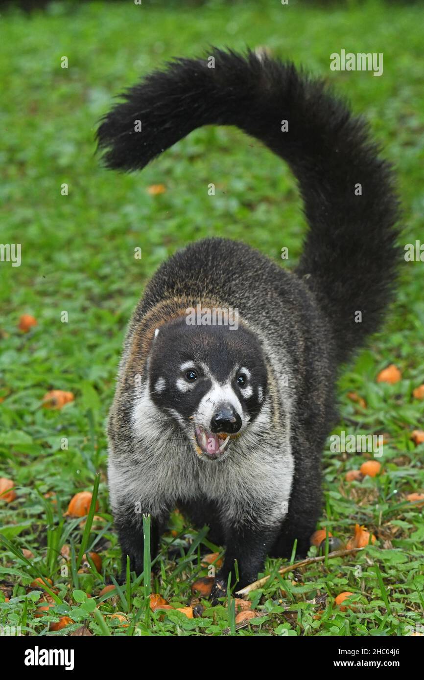 White-nosed coati, Costa Rica Stock Photo - Alamy