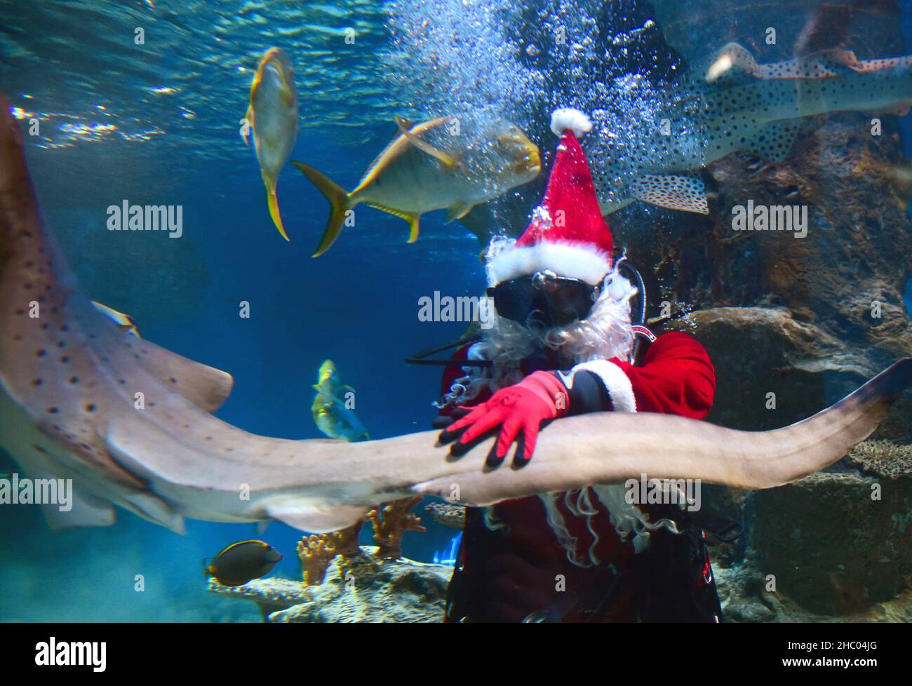 A diver dressed as Santa Claus feeds fish at the Dolphinia Center for ...