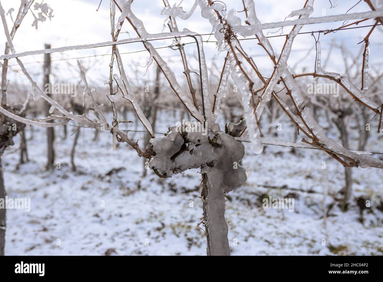 Grapevine in the vineyard after winter pruning Stock Photo - Alamy