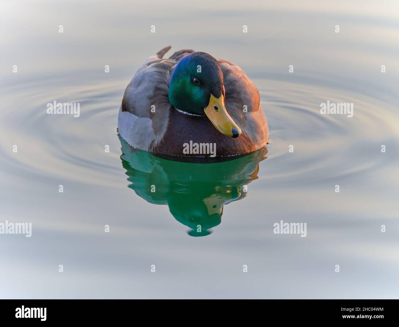 Floating wild duck in the lake captured by Fujinon GFX 100S Stock Photo ...