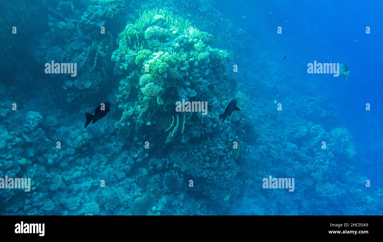 Kyphosus sectator in the blue water of the red sea Stock Photo - Alamy