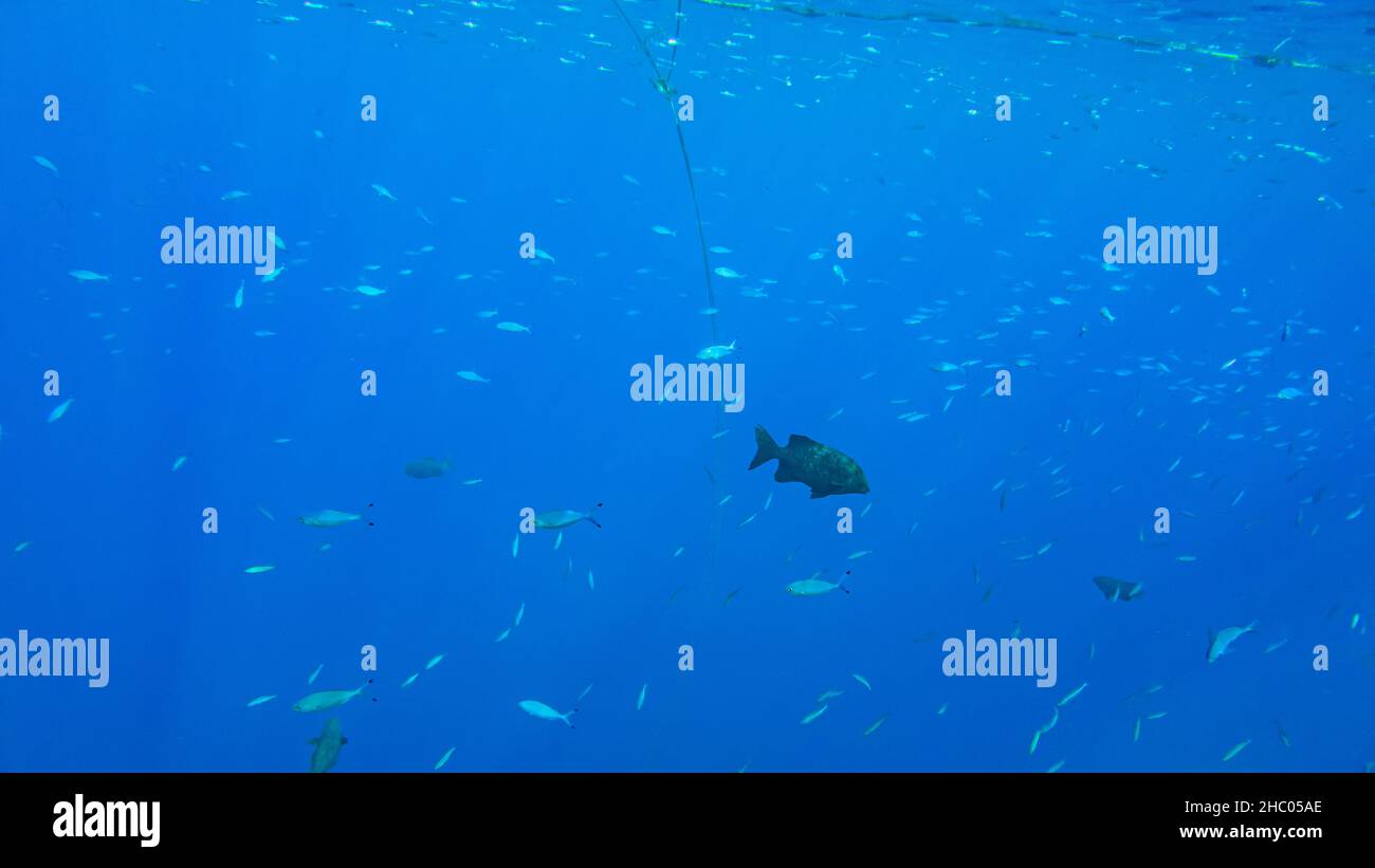 Kyphosus sectator in the blue water of the red sea Stock Photo - Alamy