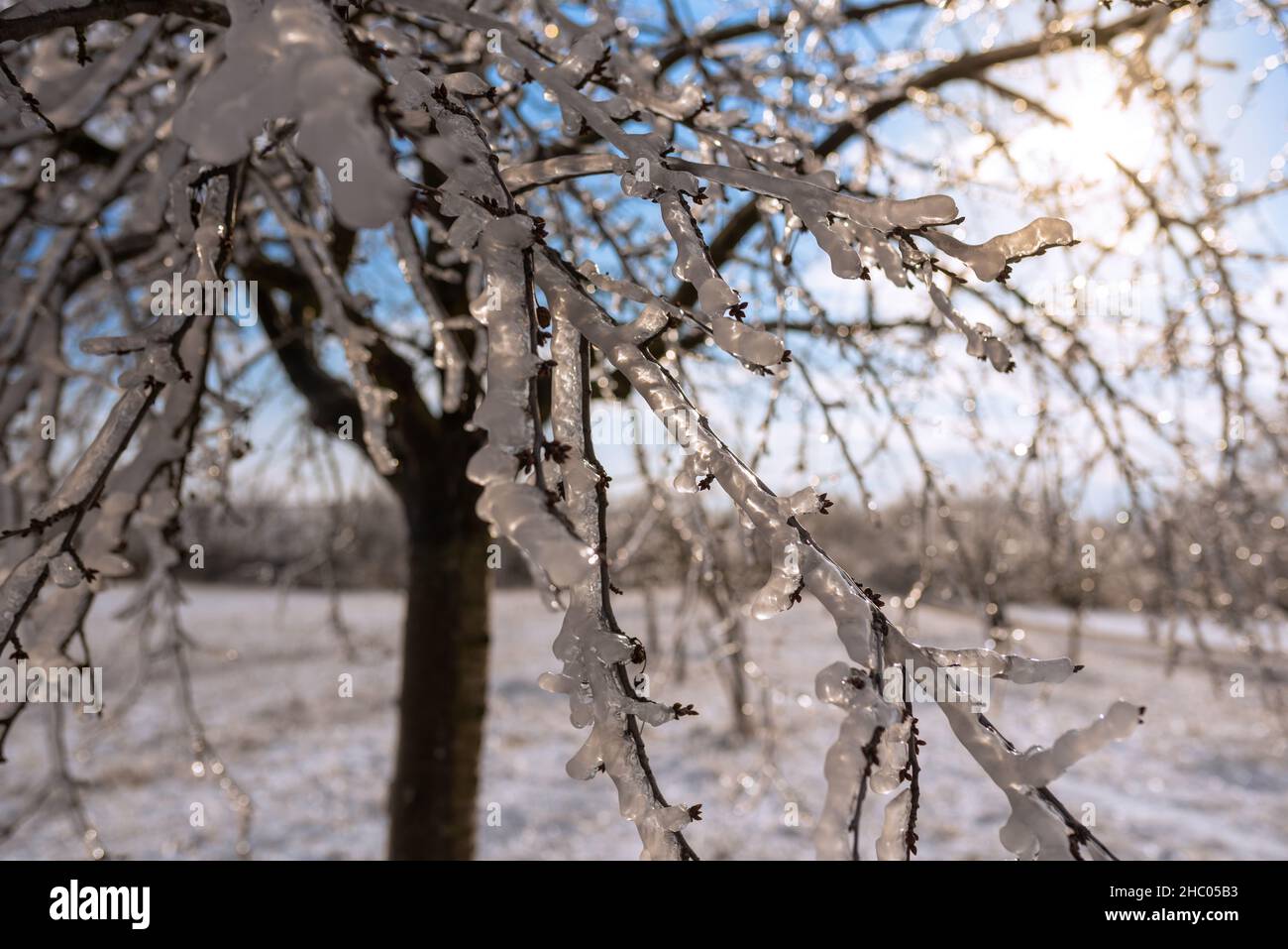 Icy trees with a bright blue sky, sunshine and a white winter landscape ...