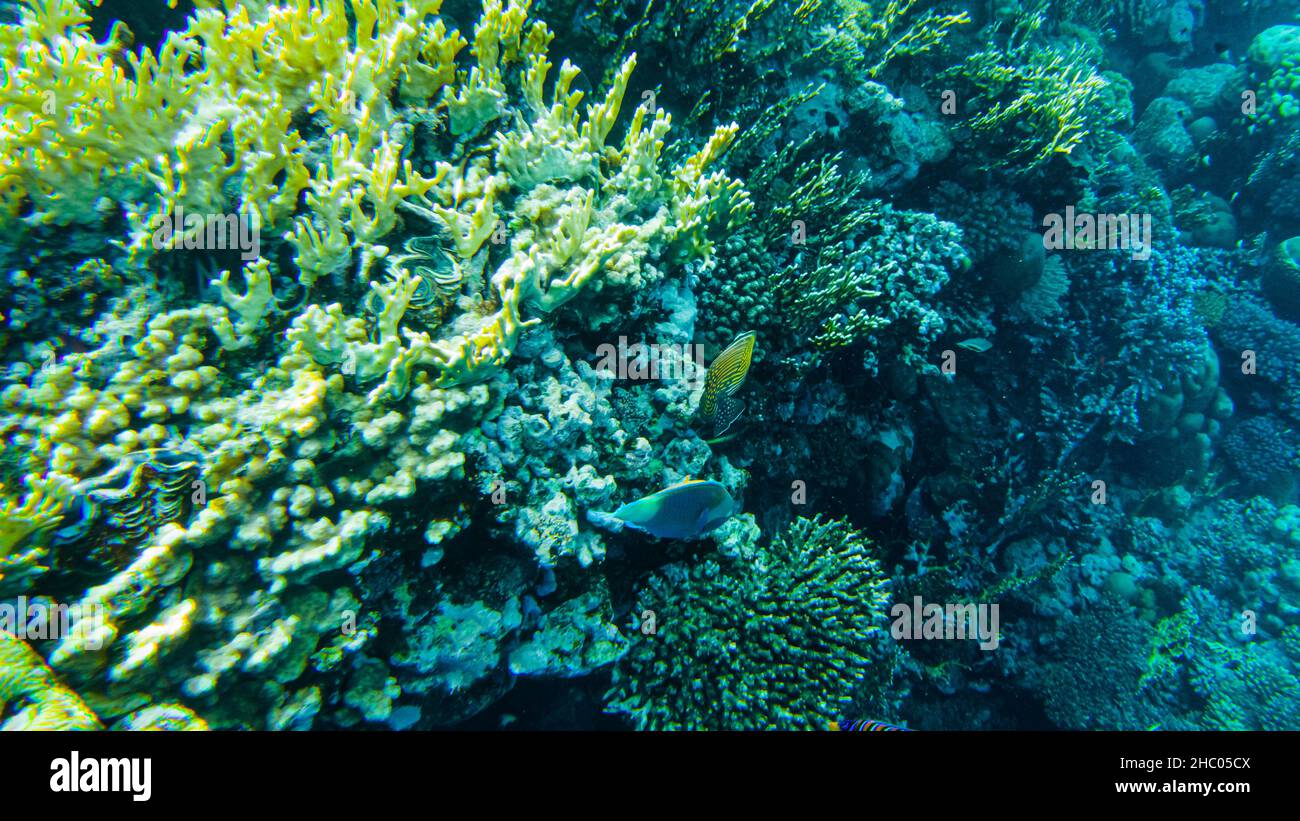 underwater beach of the red sea. underwater life in clear water corals ...
