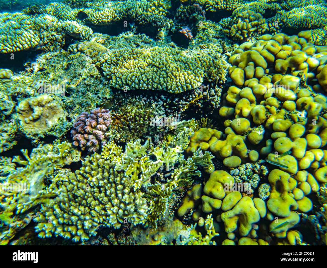 underwater beach of the red sea. underwater life in clear water corals ...