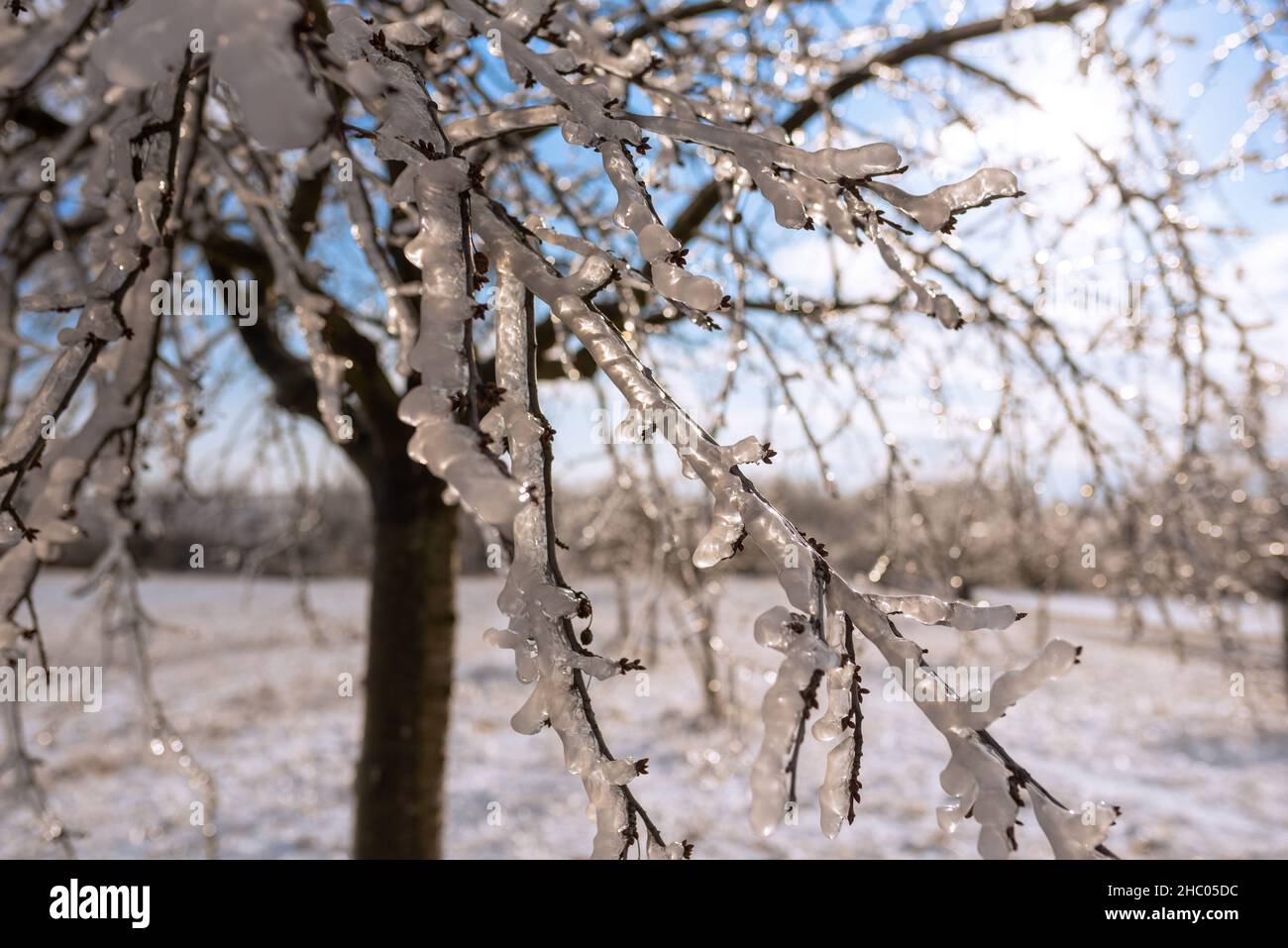 Icy trees with a bright blue sky, sunshine and a white winter landscape ...