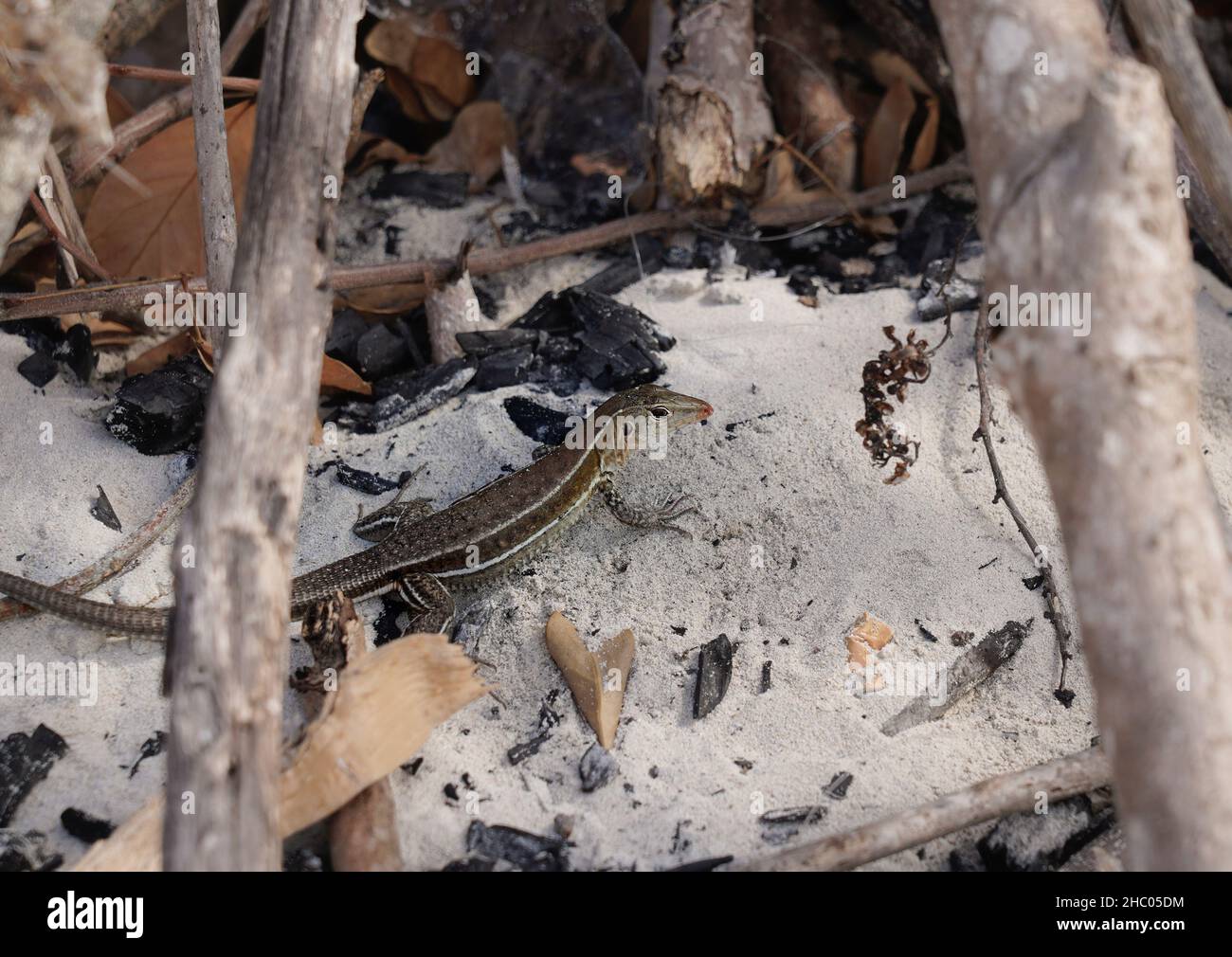 Lizards in antigua hi-res stock photography and images - Alamy