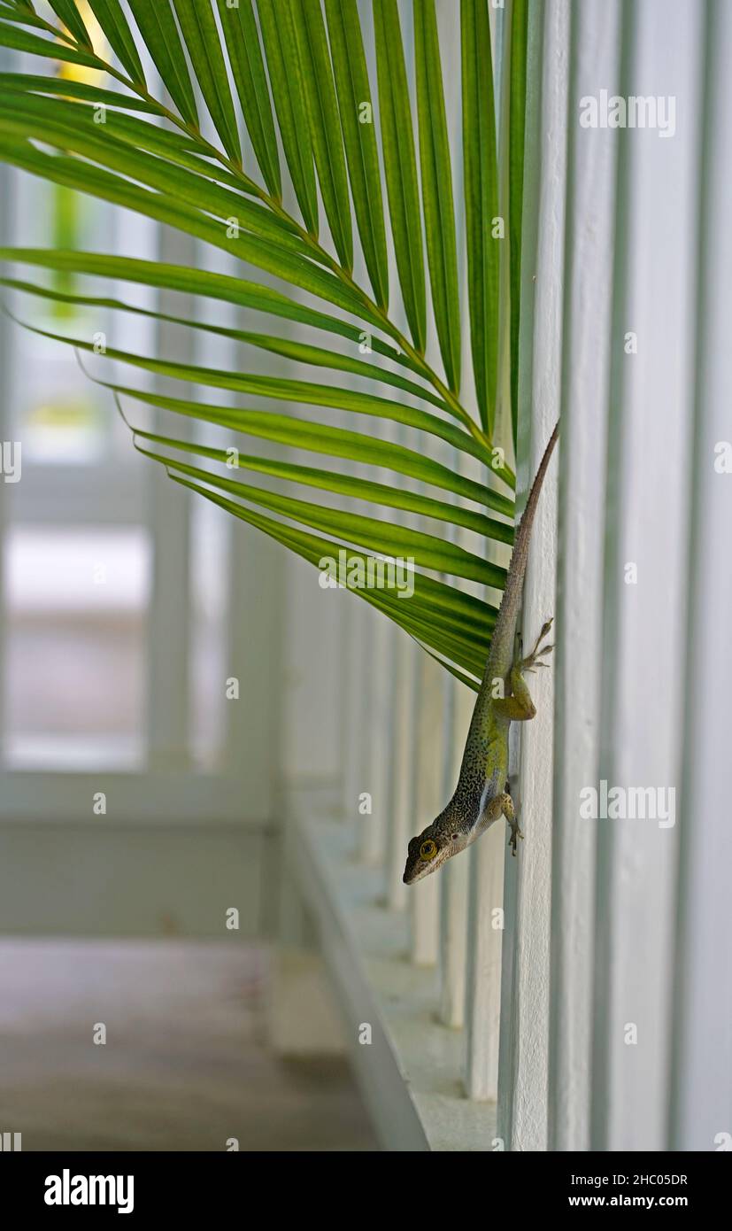 Palm tree lizard hi-res stock photography and images - Alamy