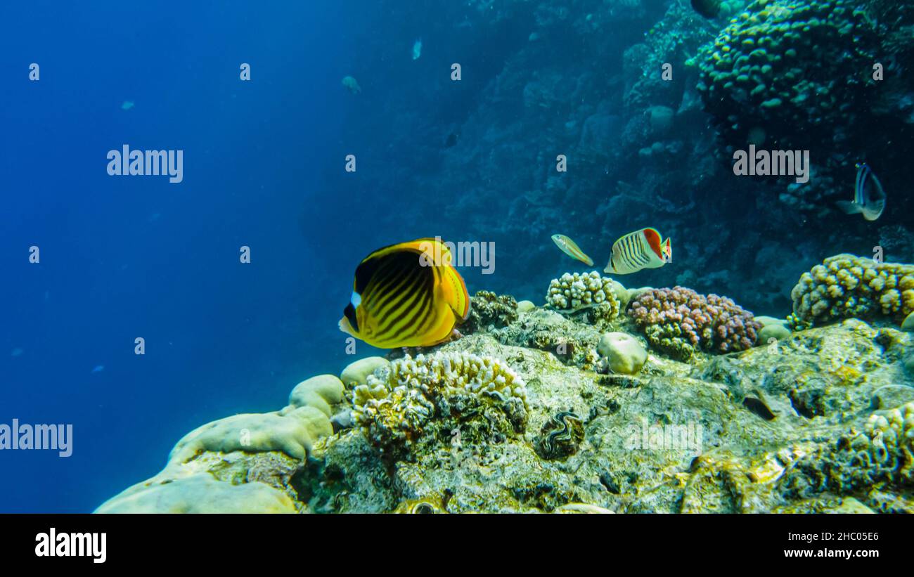 butterfly fish swim among the reefs in the red sea Stock Photo - Alamy