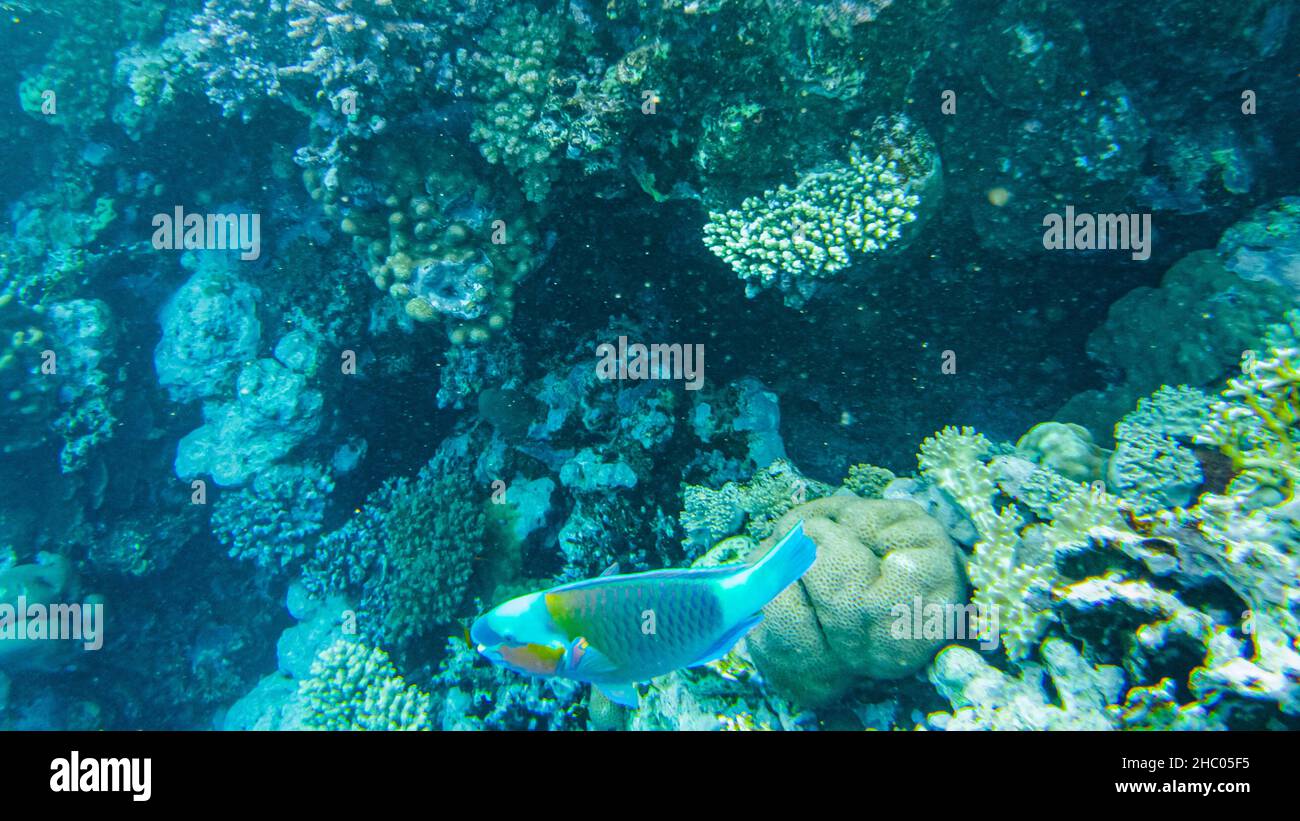 fish parrot and coral reef Stock Photo - Alamy