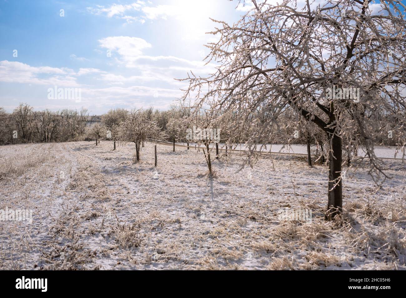 Icy trees with a bright blue sky, sunshine and a white winter landscape ...
