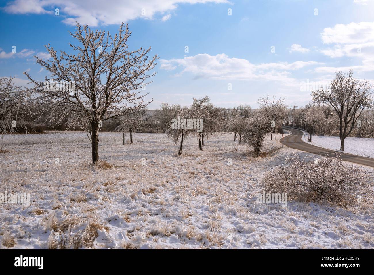 Icy trees with a bright blue sky, sunshine and a white winter landscape ...