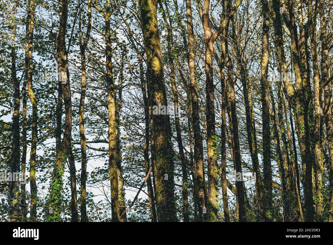 Sycamore trees in autumn with peeling back on their trunks and some ivy ...