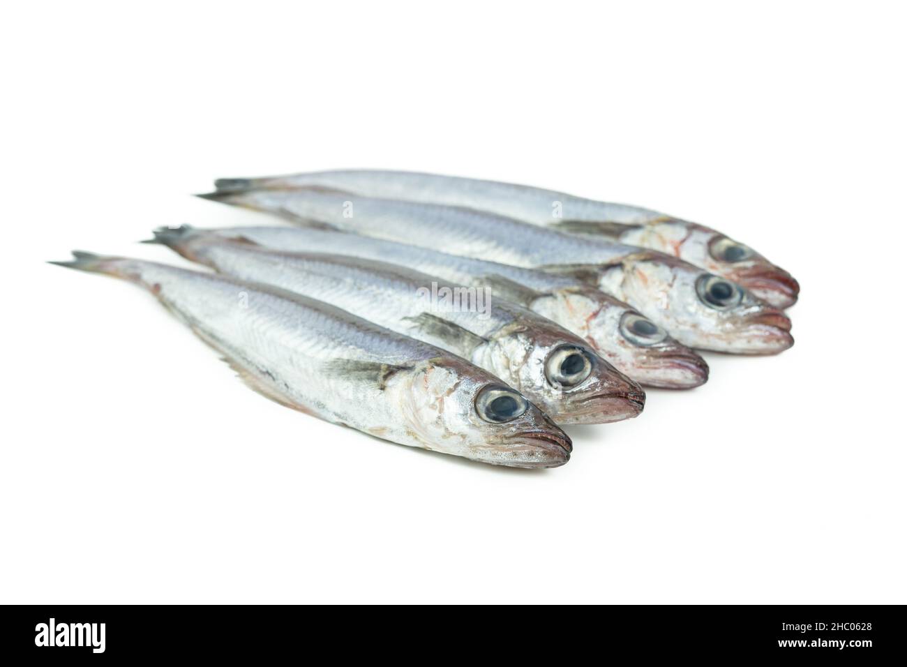 Blue whiting fish hi-res stock photography and images - Alamy