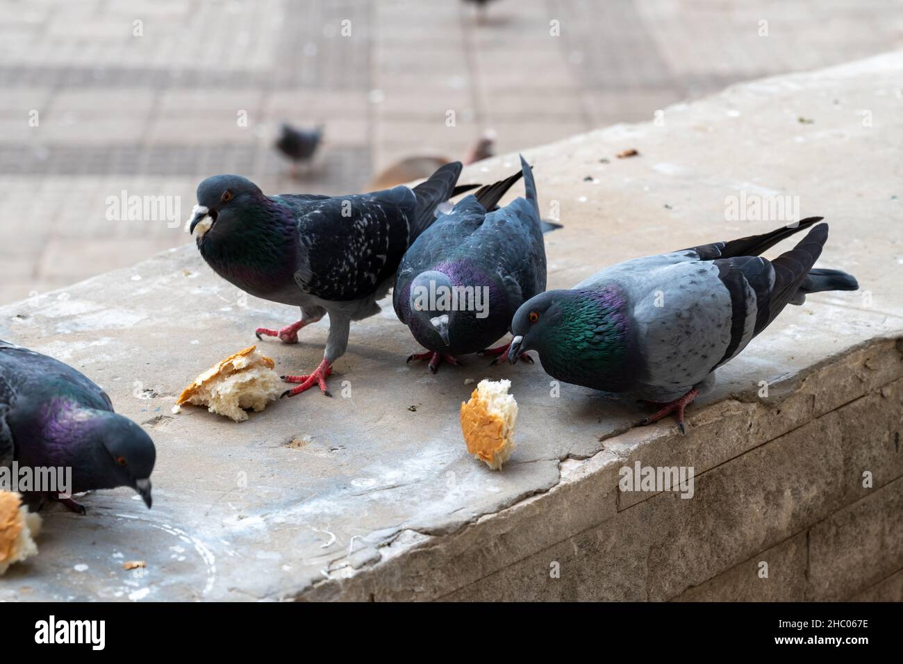 Urban pigeons eating white bread on the street close-up Stock Photo - Alamy