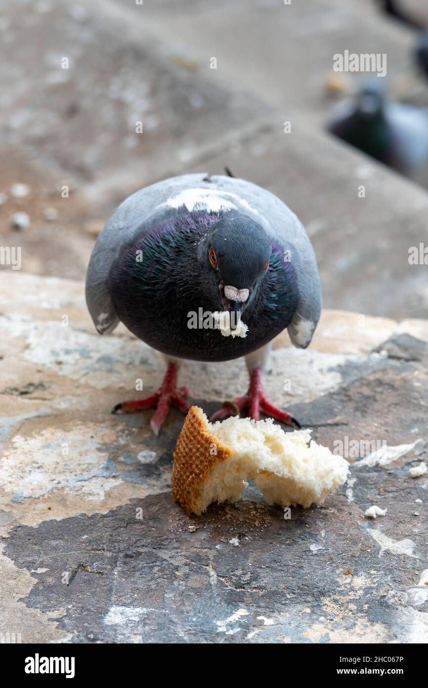 Pigeons eating bread hi-res stock photography and images - Alamy