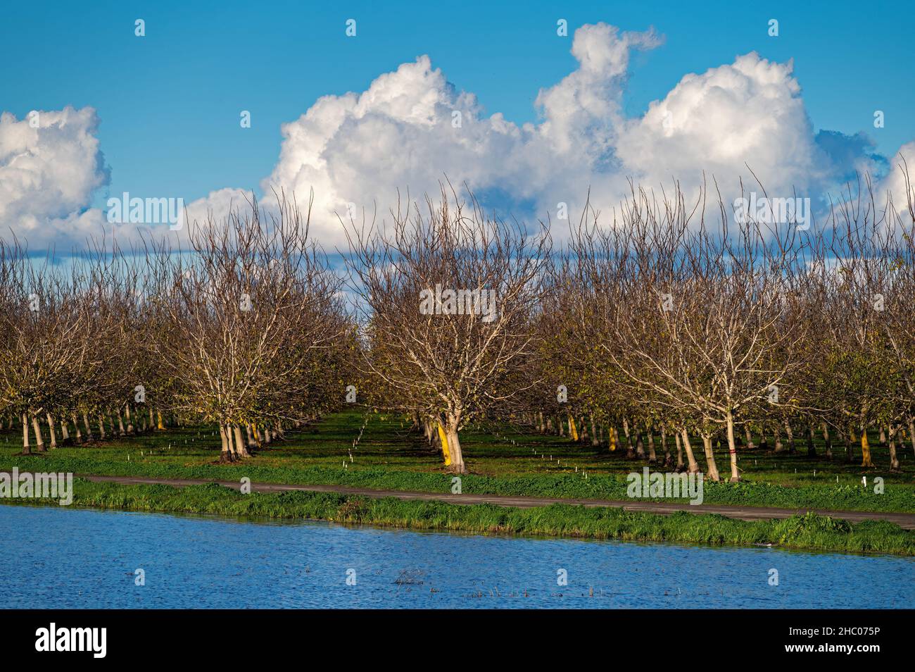 Walnut orchard hi-res stock photography and images - Alamy