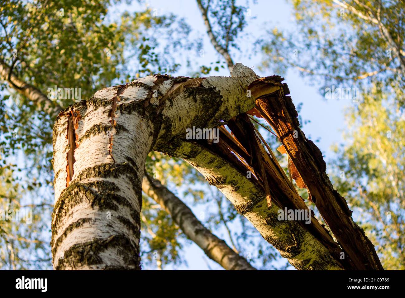 Broken birch hi-res stock photography and images - Alamy