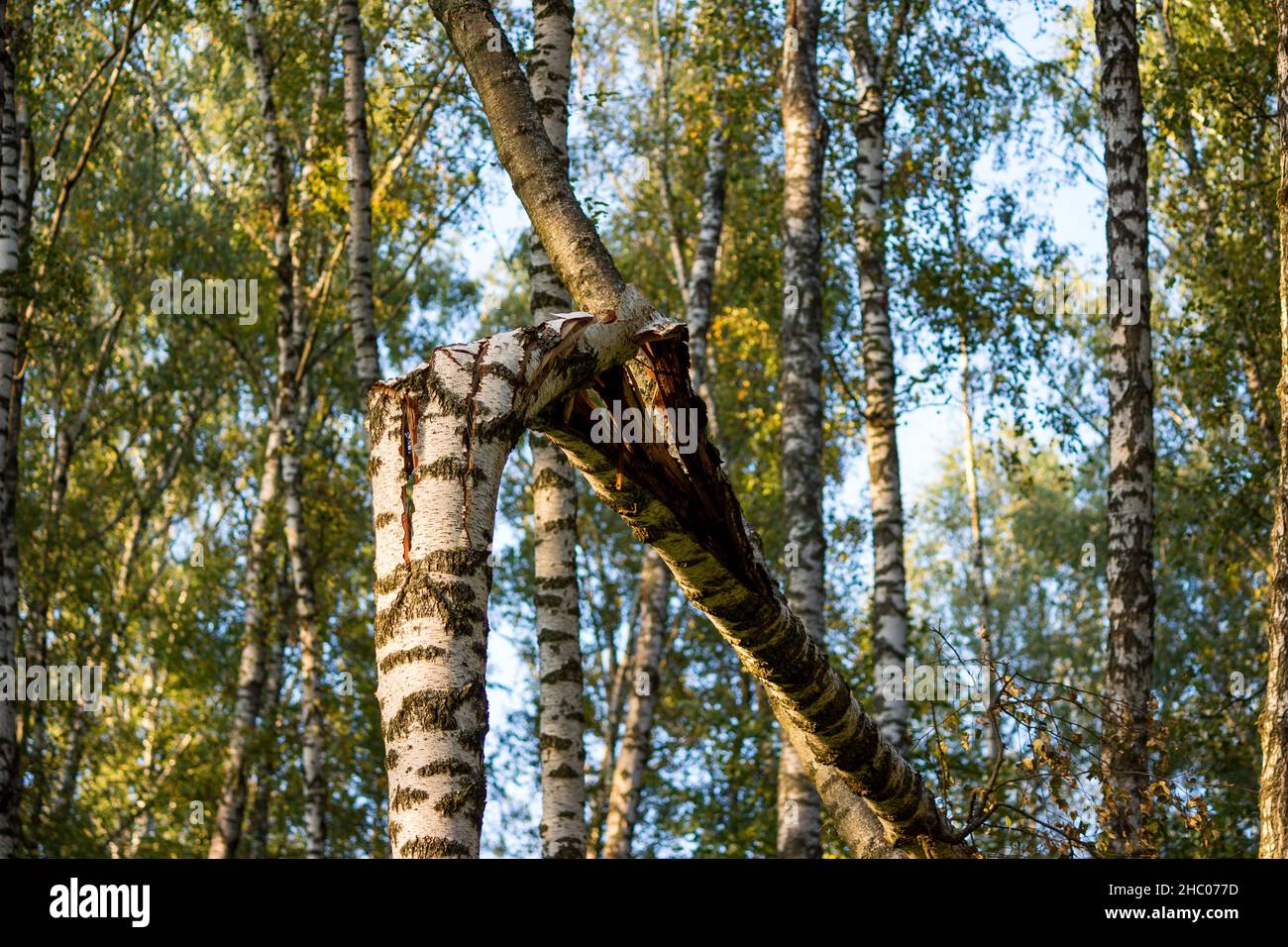 Broken birch in the grove Stock Photo - Alamy