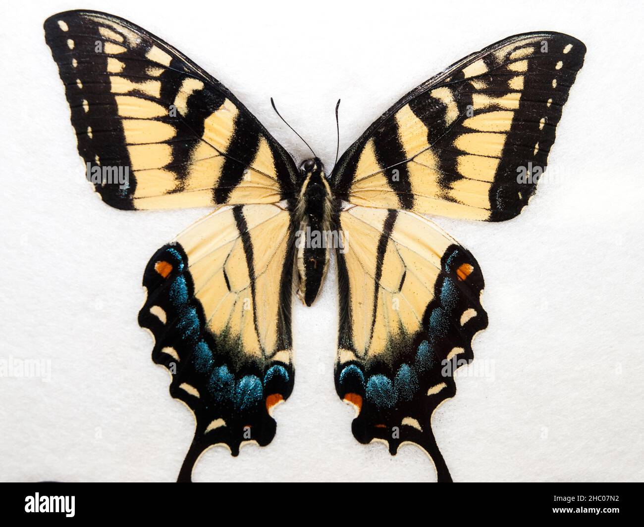 Waldwick - 01 MAR - Tiger Swallowtail. Waldwick Library Butterfly Guy ...