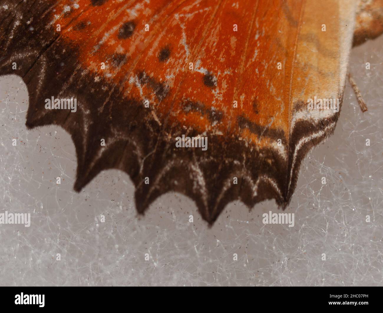 Butterfly wing scientific hi-res stock photography and images - Alamy