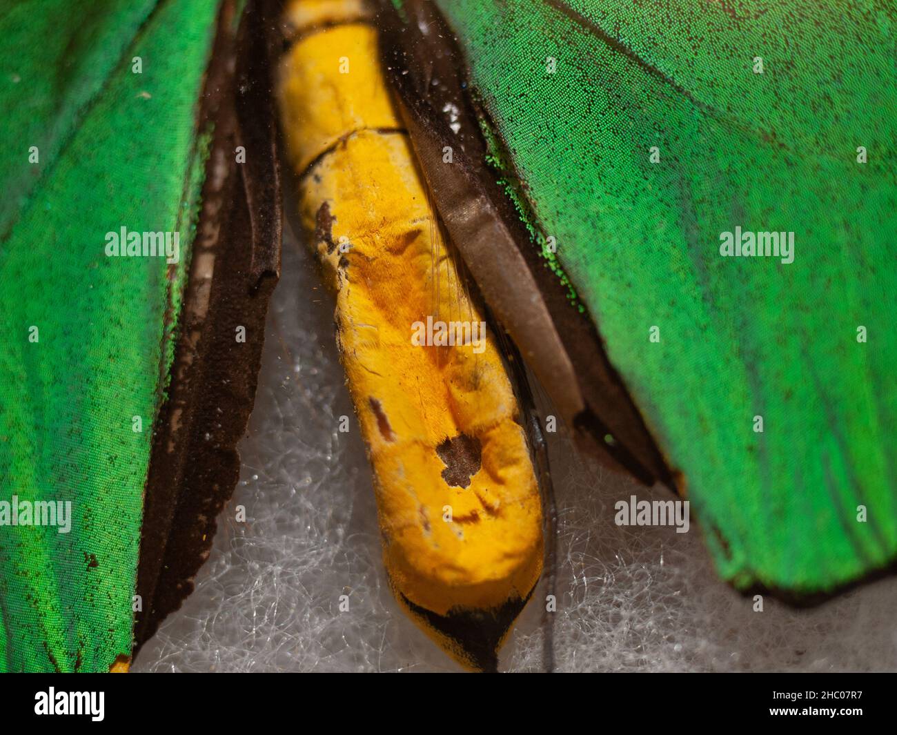 Butterfly thorax hi-res stock photography and images - Alamy