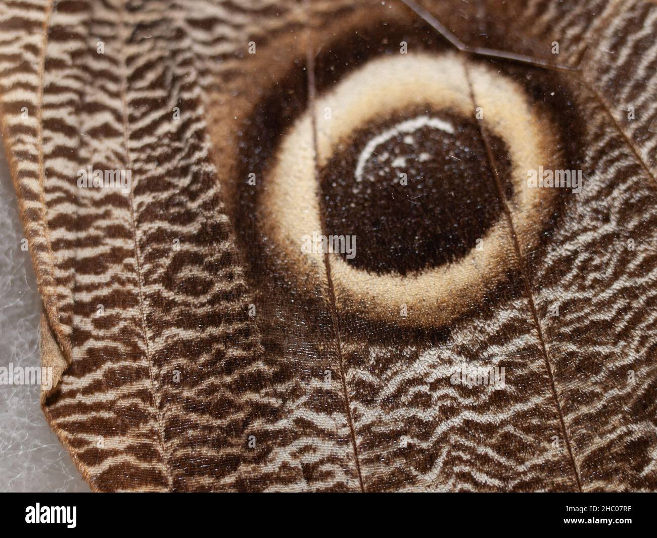Butterfly wing eyespot closeup Stock Photo - Alamy