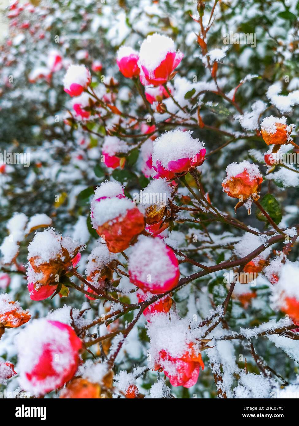 Tiny pink flowers of small bush covered with snow Stock Photo - Alamy