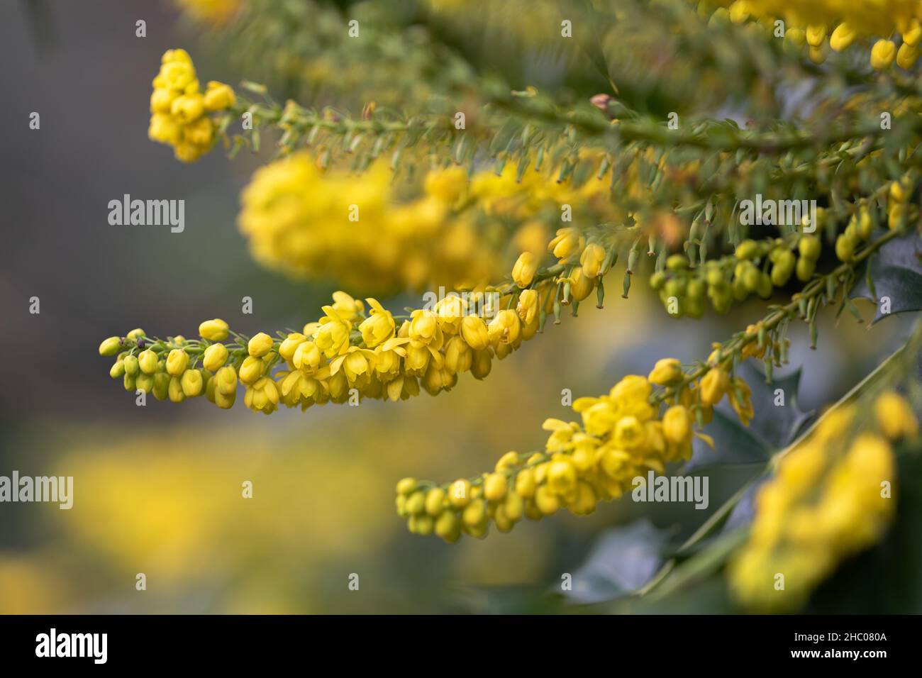 Close up, isolated of the fragrant yellow flowers of the mahonia x ...