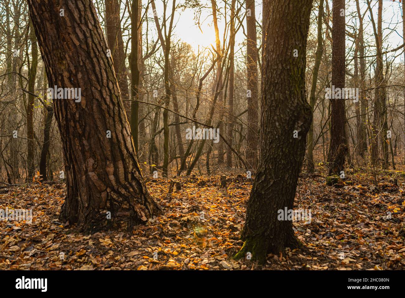 Natural landscape of hill in forest full of winter trees without leaves ...