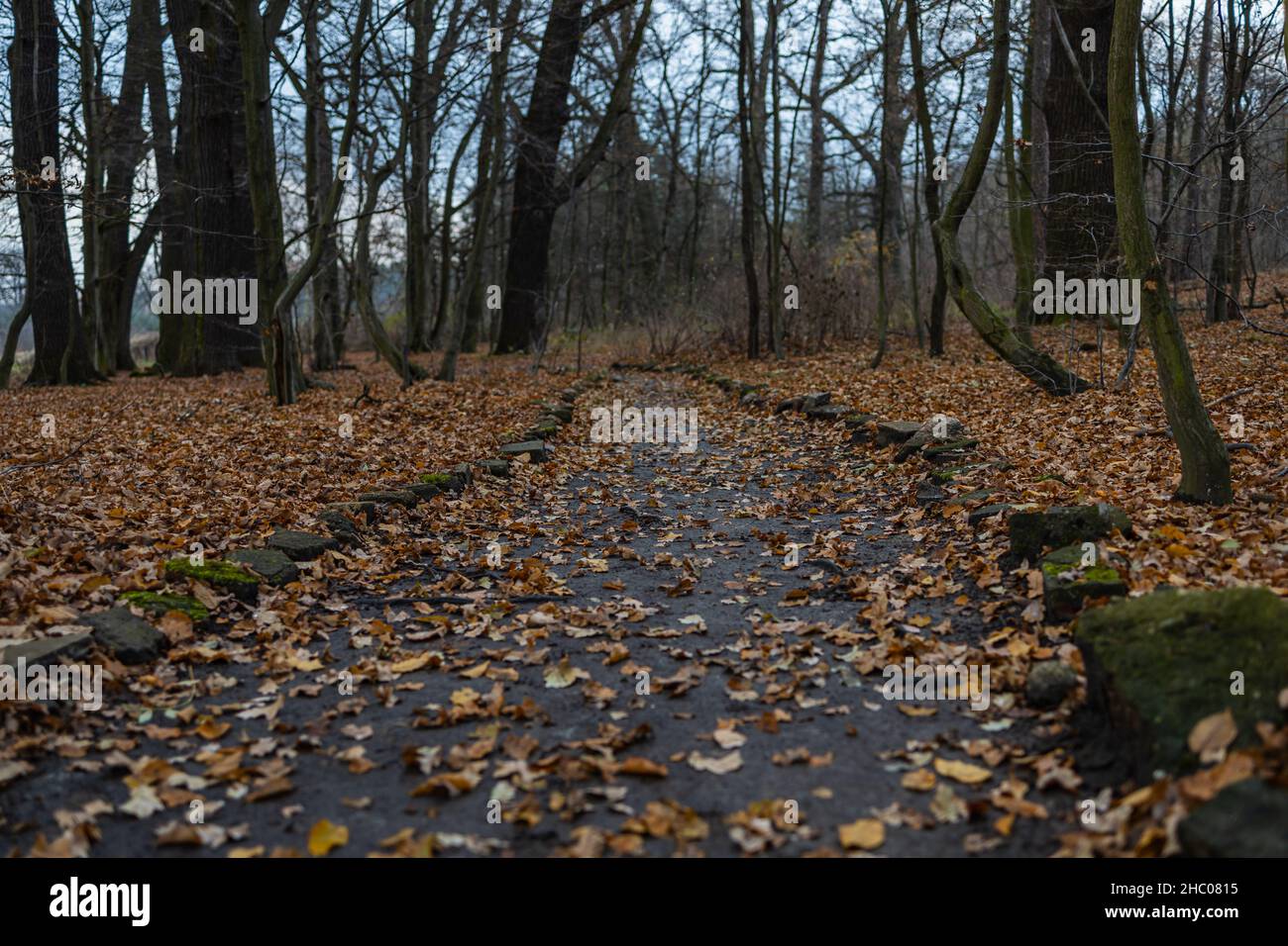 Long path in forest full of fallen autumn leaves Stock Photo - Alamy