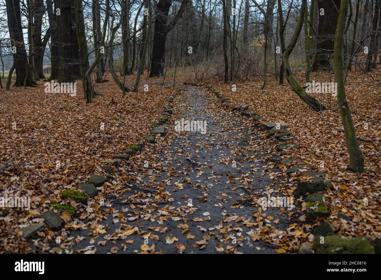 Long path in forest full of fallen autumn leaves Stock Photo - Alamy