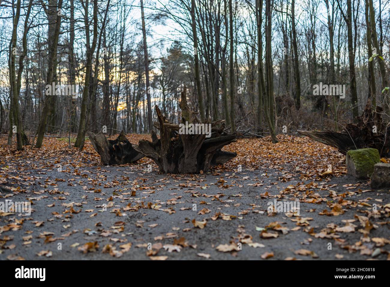 Long path in forest full of fallen autumn leaves and old tree boughs ...