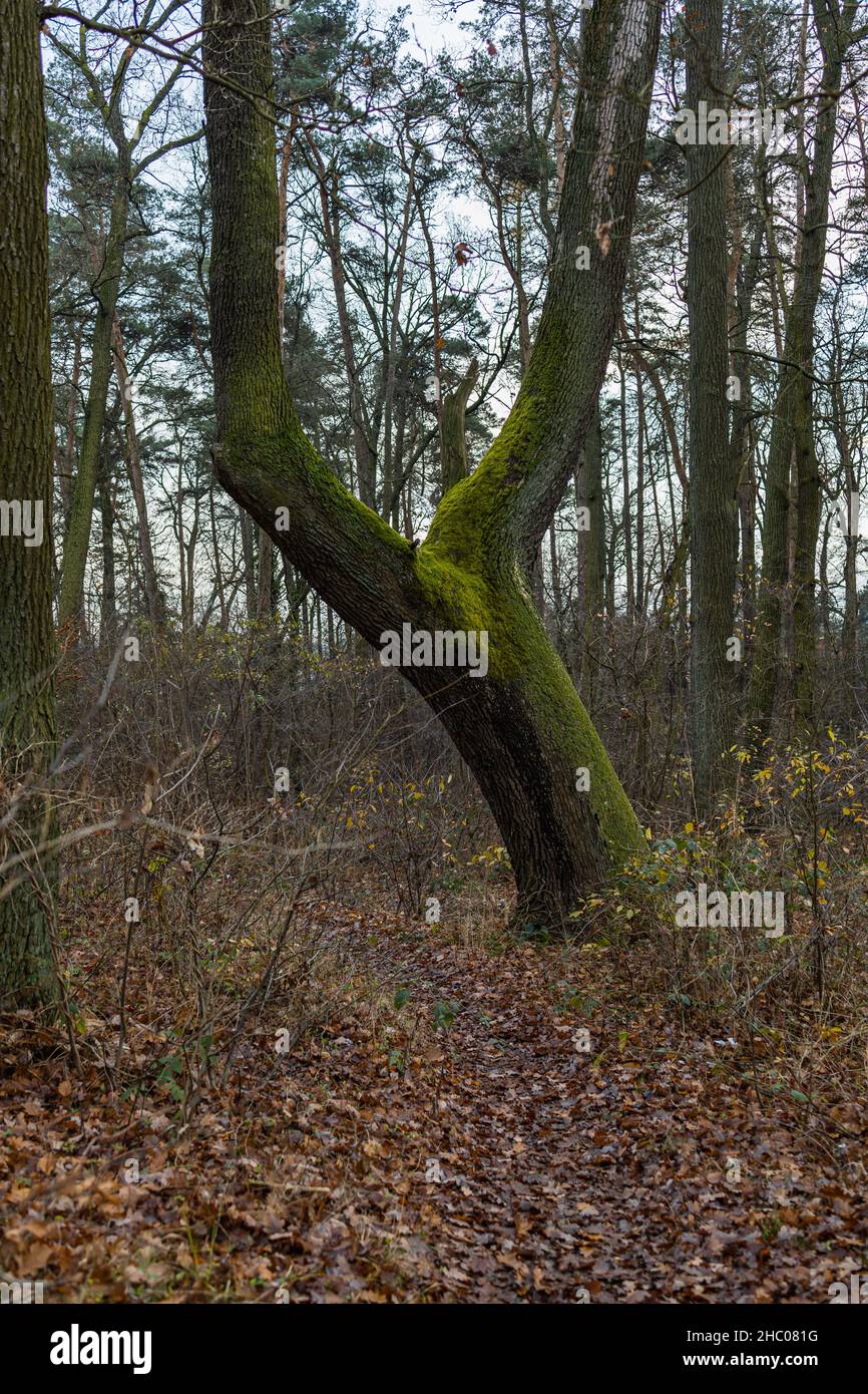 Old high tree in forest full of green moss on trunk Stock Photo - Alamy