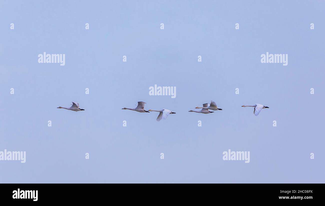 Large flock migrating geese flying hi-res stock photography and images ...