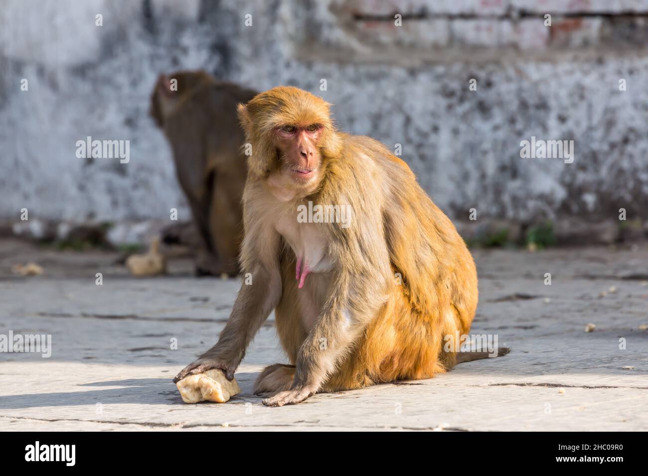 A female Rhesus macaque forages for food at the Pashupatinath temple ...