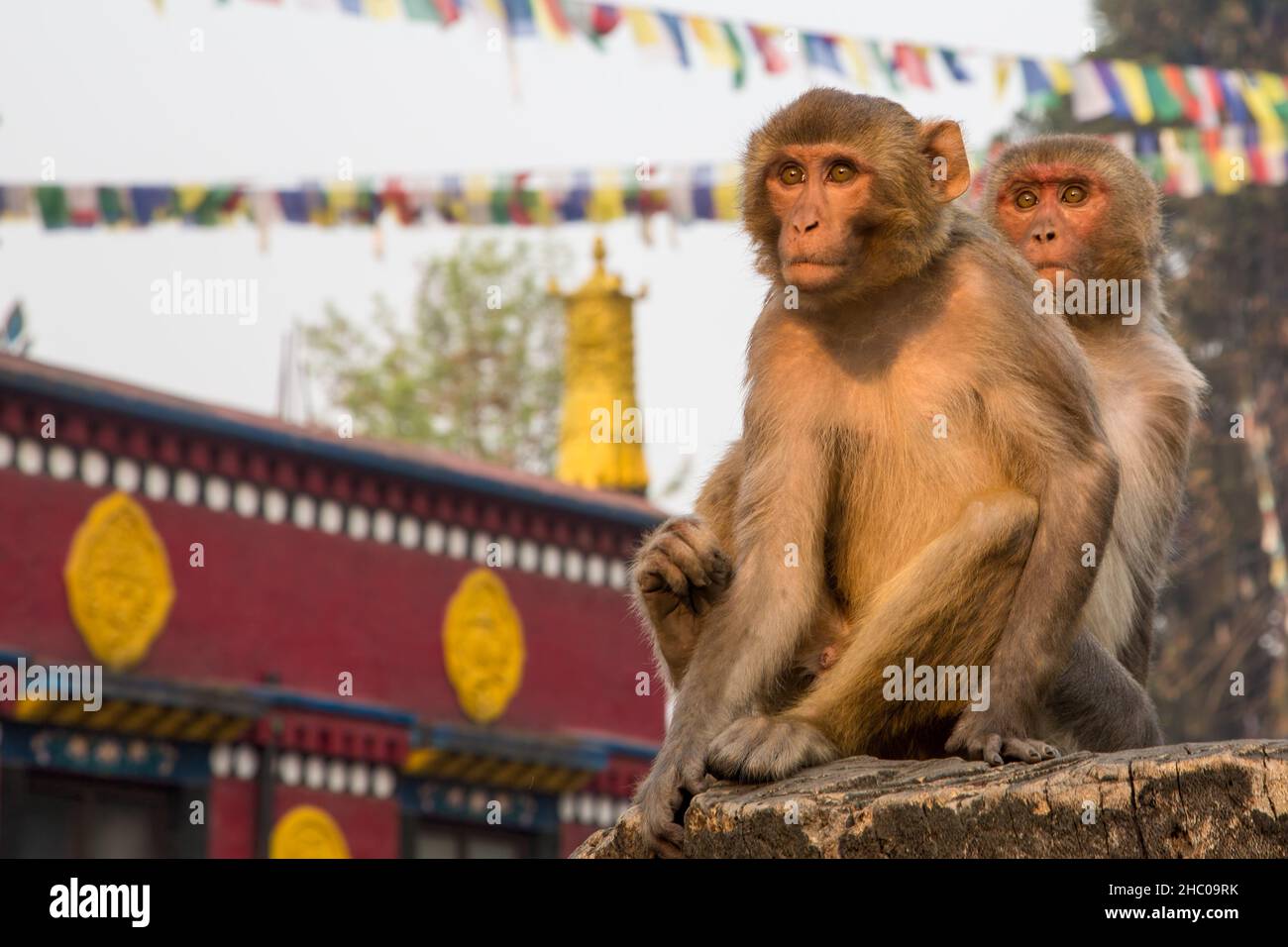 Two Rhesus macaques sit on a wall in front of a monastery at the ...