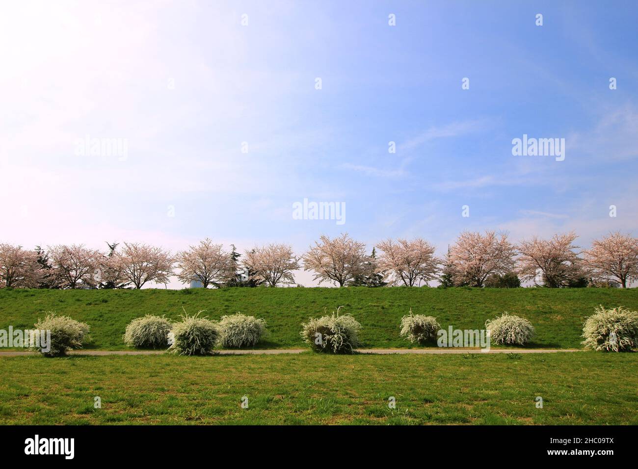 Row of cherry blossom trees hi-res stock photography and images - Alamy