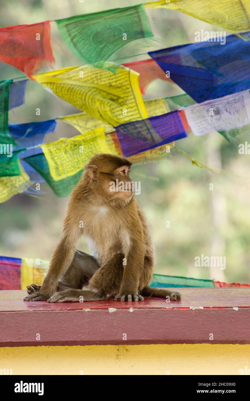 A young Rhesus macaque on a wall in front of Buddhist prayer flags at ...