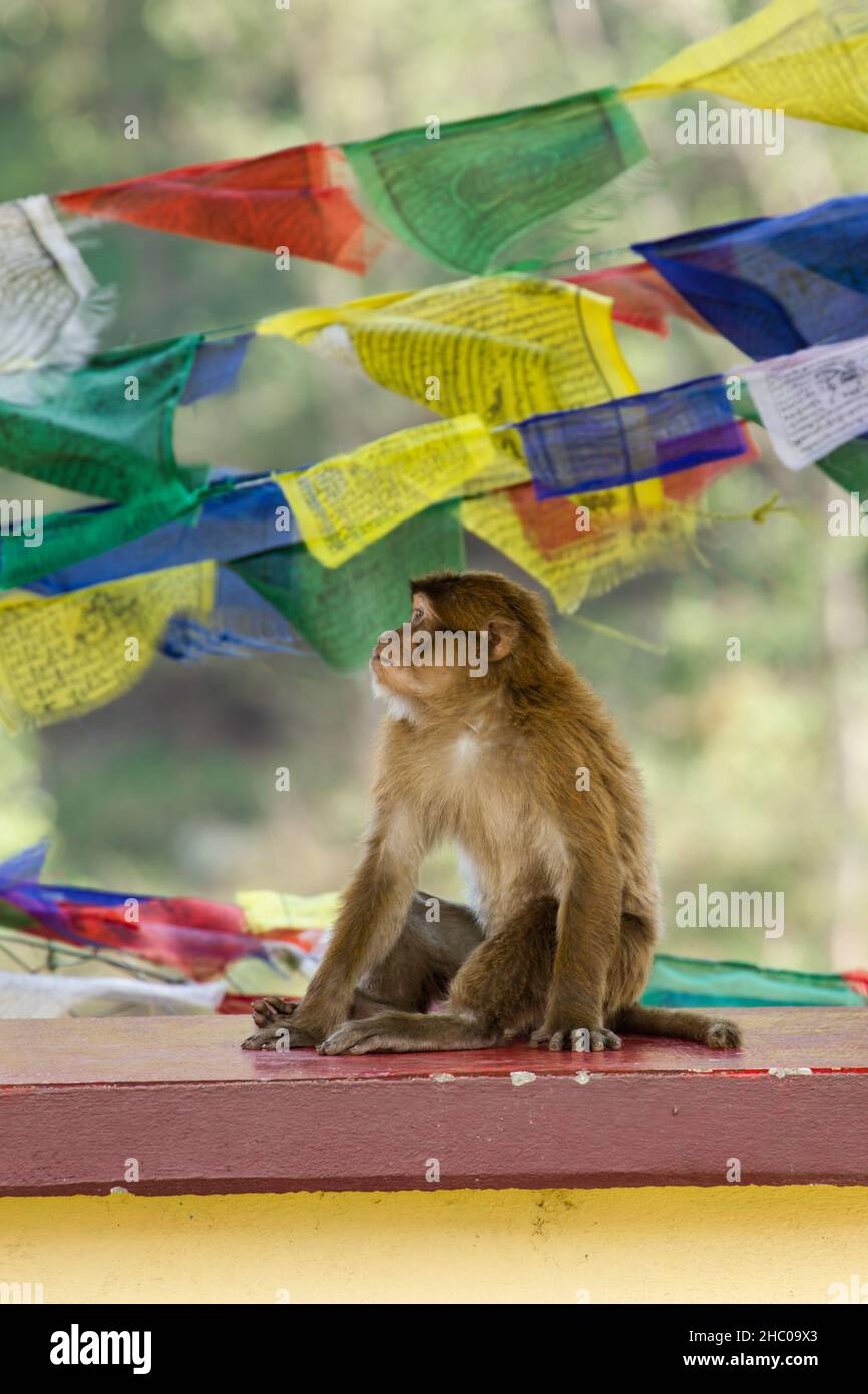 A young Rhesus macaque on a wall in front of Buddhist prayer flags at ...