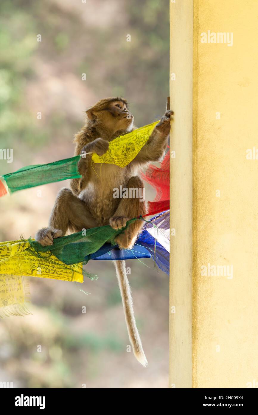 A young Rhesus macaque climbs on the Buddhist prayer flags at the Pema ...