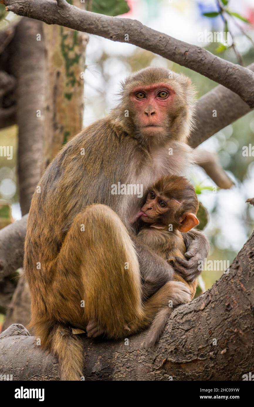 A baby Rhesus macaque nurses from its mother in the Swayambhunath ...
