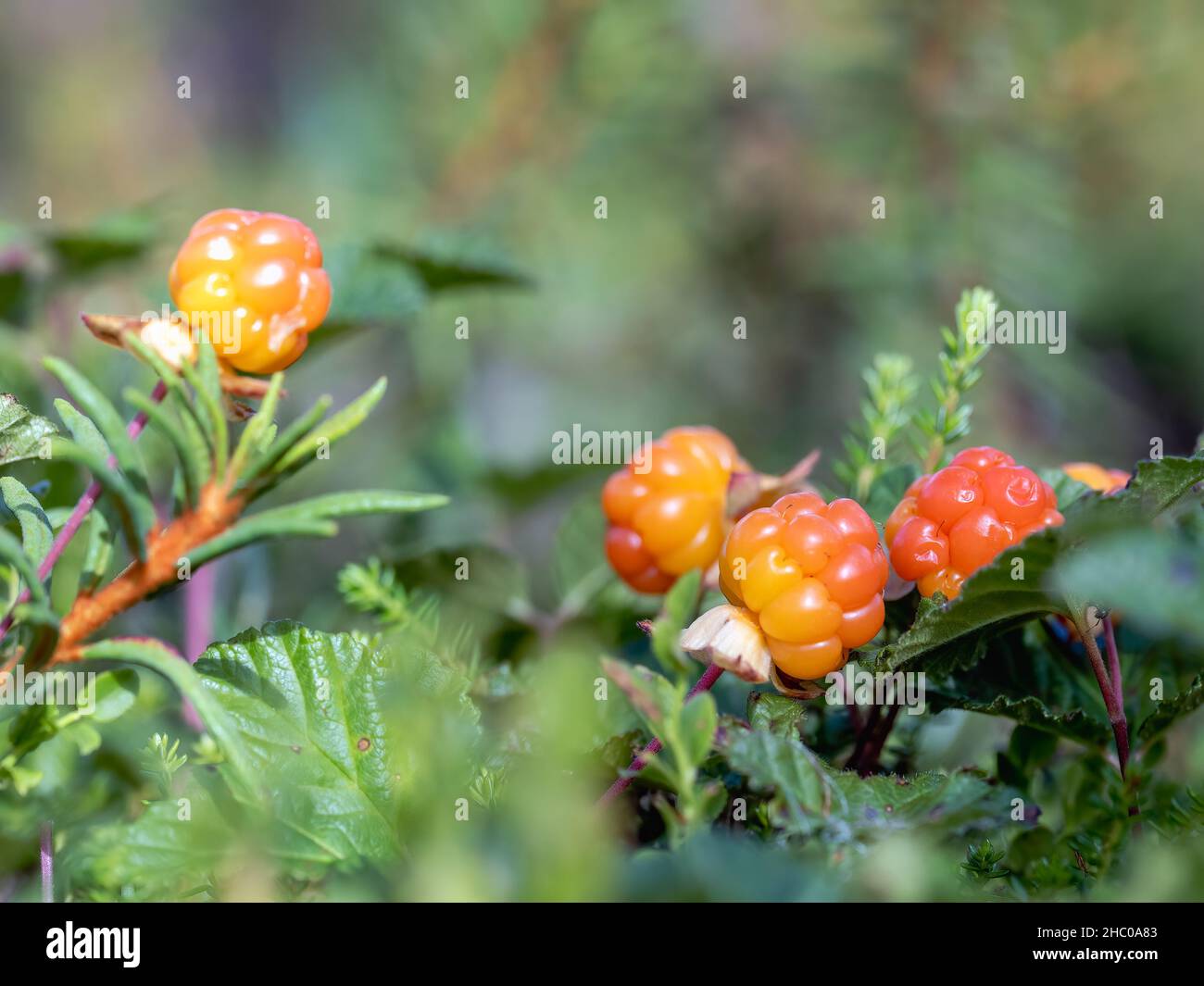 Cloudberries finland hi-res stock photography and images - Alamy