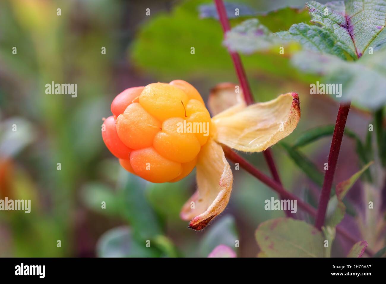 Cloudberries plant hi-res stock photography and images - Alamy