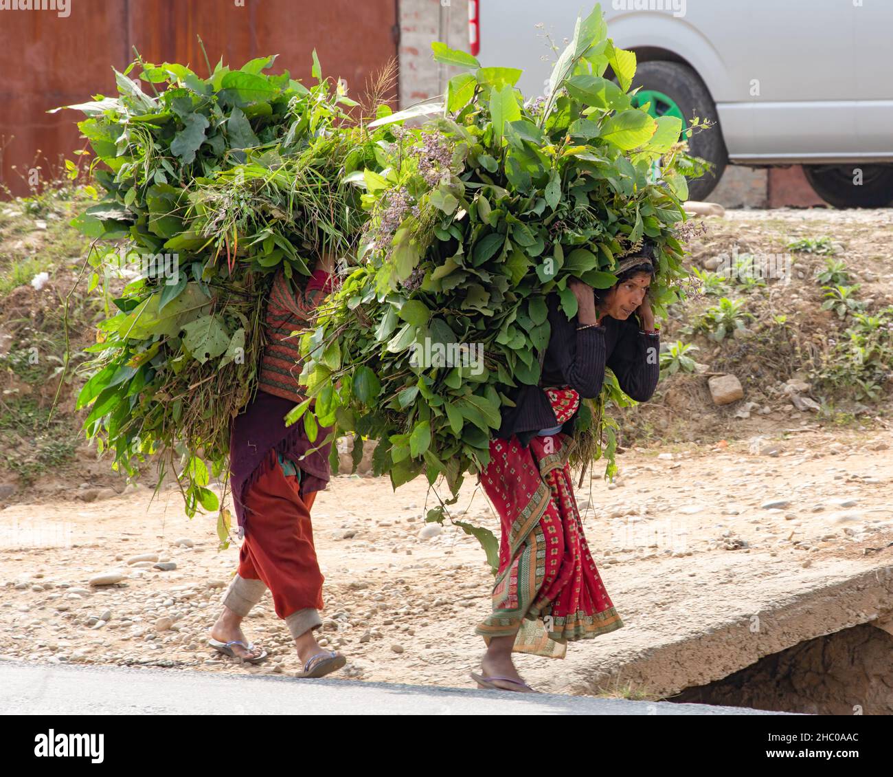 Two Nepali women carry heavy loads of vegetation for animal fodder on ...