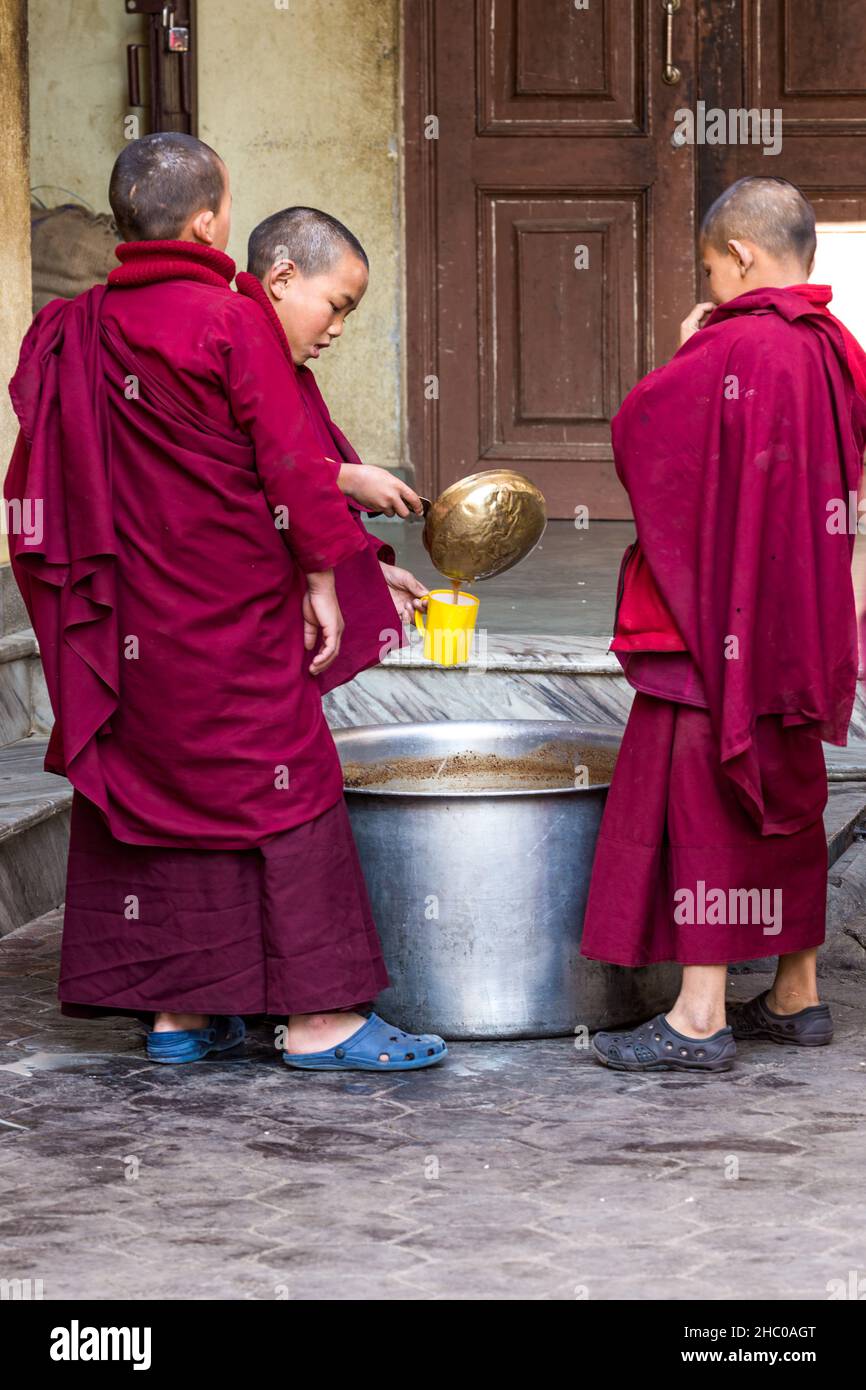 A young novice Buddhist monk pours morning tea in the Sechen Monastery ...