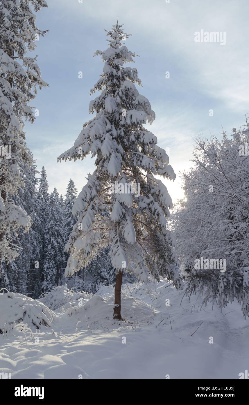 Pine tree in sunny hi-res stock photography and images - Alamy