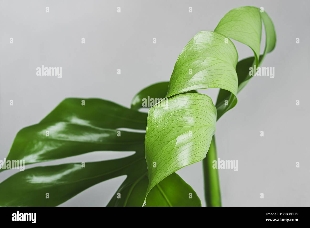 New young leaf of monstera deliciosa or Swiss cheese plant close-up on ...