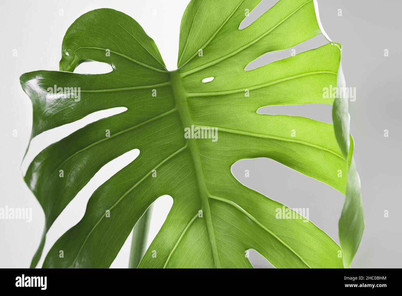 A new leaf of monstera deliciosa or Swiss cheese plant close-up on the ...