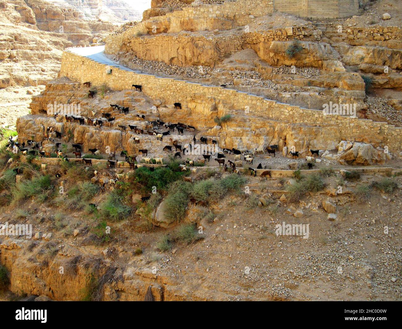 A herd of goats are climbing on a very steep cliff in search of food ...
